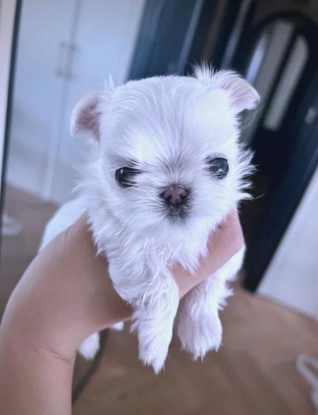 小泡芙是谁_小泡芙真名叫什么-第2张图片-山城妙识 小泡芙是谁_小泡芙真名叫什么-第2张图片-山城妙识