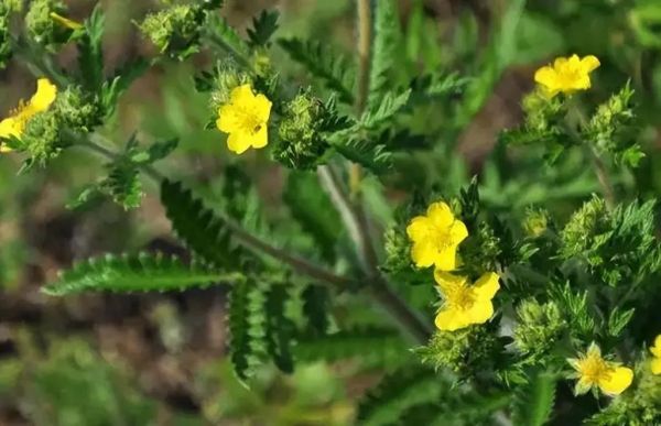 委陵菜的功效与作用_委陵菜怎么吃-第3张图片-山城妙识