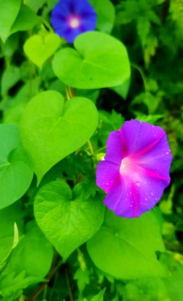 牵牛花图片怎么拍_牵牛花高清壁纸哪里下载-第1张图片-山城妙识 牵牛花图片怎么拍_牵牛花高清壁纸哪里下载-第1张图片-山城妙识