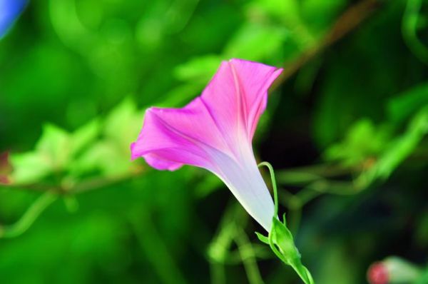 牵牛花图片怎么拍_牵牛花高清壁纸哪里下载-第3张图片-山城妙识 牵牛花图片怎么拍_牵牛花高清壁纸哪里下载-第3张图片-山城妙识