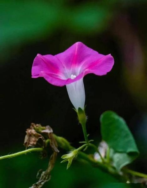 牵牛花图片怎么拍_牵牛花高清壁纸哪里下载-第2张图片-山城妙识 牵牛花图片怎么拍_牵牛花高清壁纸哪里下载-第2张图片-山城妙识