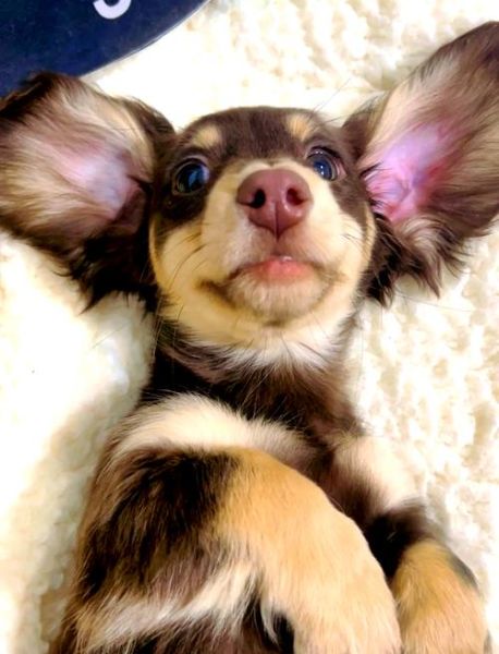 腊肠犬最大能长多大_成年腊肠犬标准体重是多少-第2张图片-山城妙识 腊肠犬最大能长多大_成年腊肠犬标准体重是多少-第2张图片-山城妙识