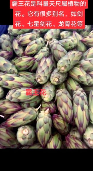 剑花煲汤配什么汤料_剑花煲汤搭配禁忌-第1张图片-山城妙识 剑花煲汤配什么汤料_剑花煲汤搭配禁忌-第1张图片-山城妙识