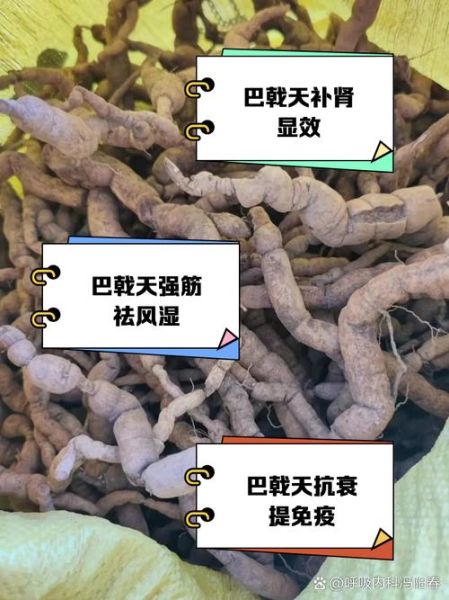 巴戟天的功效与作用_巴戟天能提高性功能吗-第1张图片-山城妙识 巴戟天的功效与作用_巴戟天能提高性功能吗-第1张图片-山城妙识