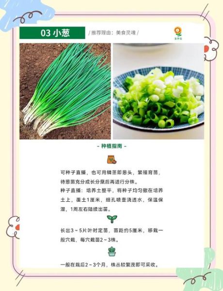 11月12月适合种什么菜_冬季蔬菜种植指南-第1张图片-山城妙识 11月12月适合种什么菜_冬季蔬菜种植指南-第1张图片-山城妙识