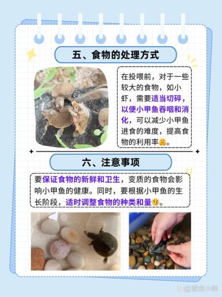 小甲鱼苗怎么养_小甲鱼苗喂什么-第1张图片-山城妙识