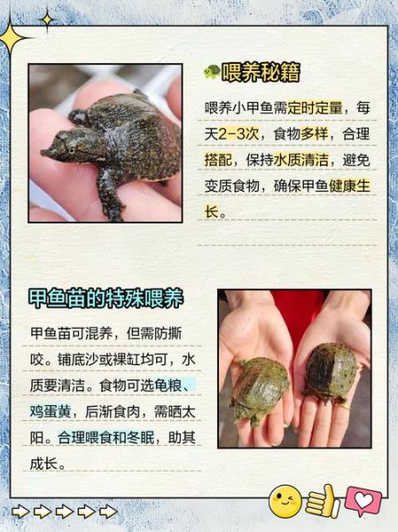 小甲鱼苗怎么养_小甲鱼苗喂什么-第3张图片-山城妙识