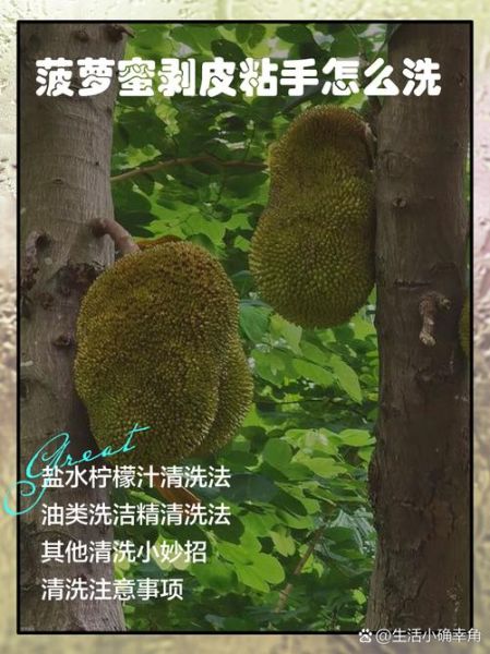 菠萝蜜的正确吃法图解_菠萝蜜怎么剥不粘手-第2张图片-山城妙识