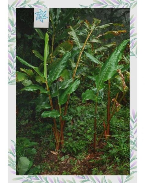 草果图片功效与作用_草果怎么吃效果最好-第2张图片-山城妙识 草果图片功效与作用_草果怎么吃效果最好-第2张图片-山城妙识