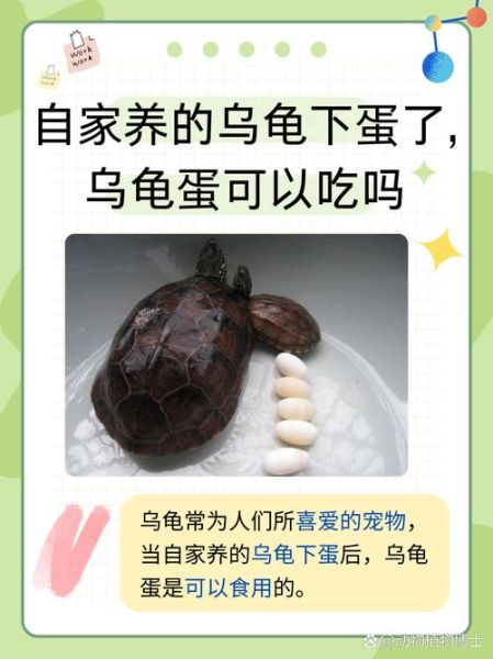 乌龟蛋的营养价值_乌龟蛋怎么吃最好-第1张图片-山城妙识 乌龟蛋的营养价值_乌龟蛋怎么吃最好-第1张图片-山城妙识
