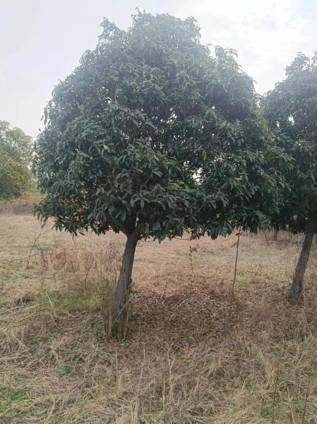 干桂花价格多少钱一斤_干桂花多少钱一斤2024-第3张图片-山城妙识