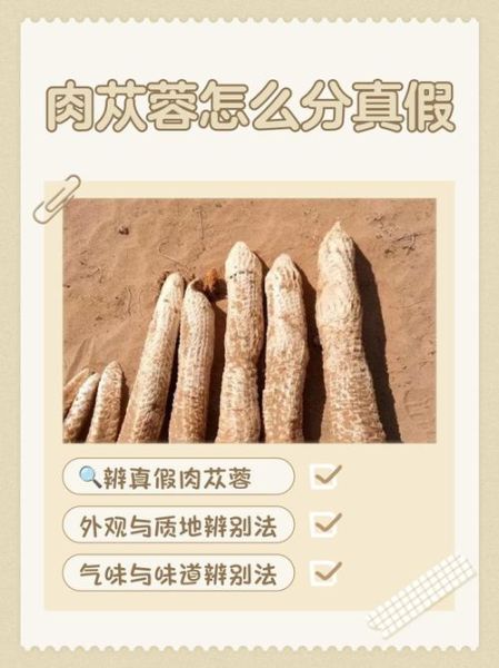 肉苁蓉长什么样_肉苁蓉真假辨别方法-第2张图片-山城妙识 肉苁蓉长什么样_肉苁蓉真假辨别方法-第2张图片-山城妙识