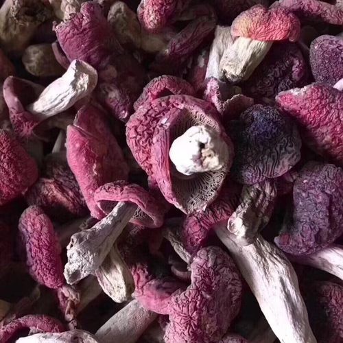 野生红菇干多少钱一斤_野生红菇干为什么这么贵-第2张图片-山城妙识 野生红菇干多少钱一斤_野生红菇干为什么这么贵-第2张图片-山城妙识