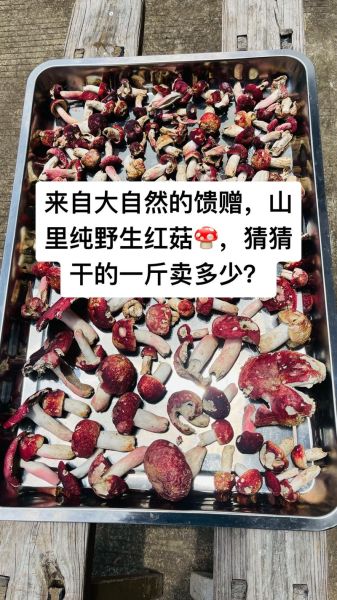 野生红菇干多少钱一斤_野生红菇干为什么这么贵-第1张图片-山城妙识 野生红菇干多少钱一斤_野生红菇干为什么这么贵-第1张图片-山城妙识