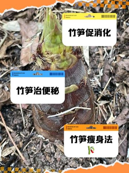 竹笋的功效和作用_痛风能吃吗-第1张图片-山城妙识 竹笋的功效和作用_痛风能吃吗-第1张图片-山城妙识