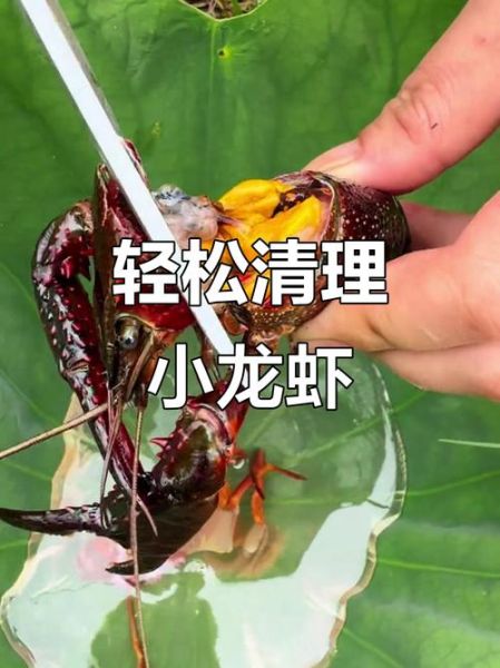 小龙虾怎么杀才干净_小龙虾清洗去虾线技巧-第3张图片-山城妙识 小龙虾怎么杀才干净_小龙虾清洗去虾线技巧-第3张图片-山城妙识