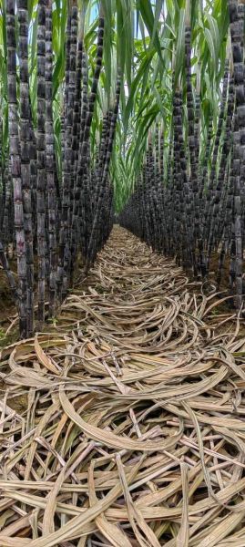 甘蔗图片高清图片_如何挑选优质甘蔗-第3张图片-山城妙识 甘蔗图片高清图片_如何挑选优质甘蔗-第3张图片-山城妙识