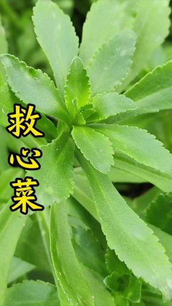 救心菜种植骗局是真的吗_救心菜种植赚钱吗-第2张图片-山城妙识