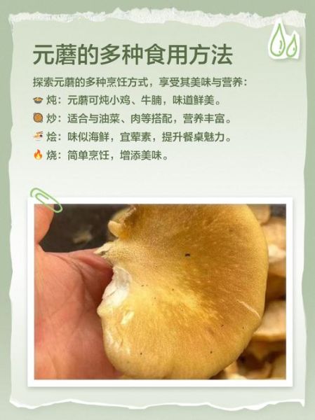 元蘑菇怎么种_元蘑菇营养价值高吗-第1张图片-山城妙识 元蘑菇怎么种_元蘑菇营养价值高吗-第1张图片-山城妙识
