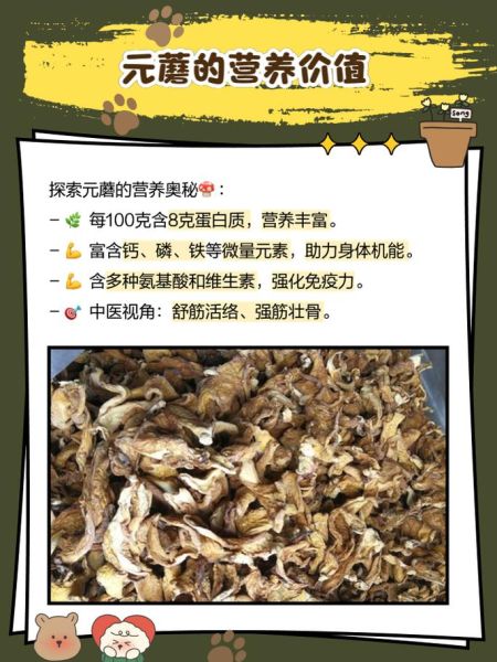 元蘑菇怎么种_元蘑菇营养价值高吗-第2张图片-山城妙识 元蘑菇怎么种_元蘑菇营养价值高吗-第2张图片-山城妙识