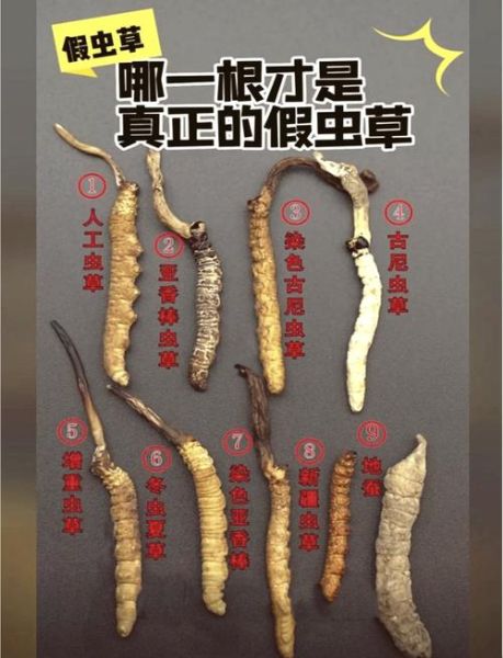 虫草一天吃几根为合适_虫草每日用量是多少-第3张图片-山城妙识 虫草一天吃几根为合适_虫草每日用量是多少-第3张图片-山城妙识