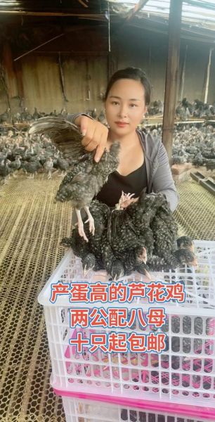 芦花鸡价格多少钱一斤_芦花鸡多少钱一斤2024-第2张图片-山城妙识