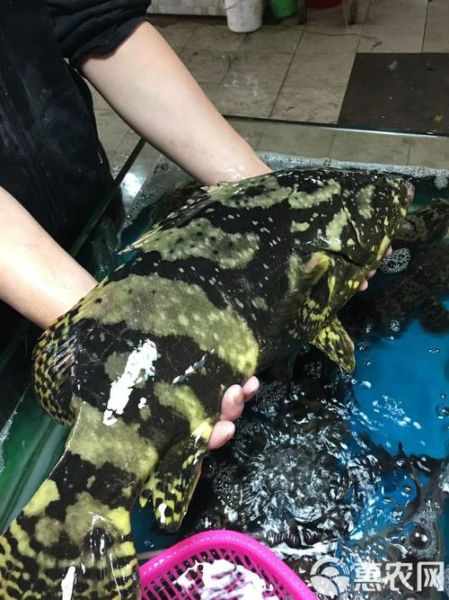 珍珠龙胆石斑鱼多少钱一斤_珍珠龙胆石斑鱼怎么养-第1张图片-山城妙识 珍珠龙胆石斑鱼多少钱一斤_珍珠龙胆石斑鱼怎么养-第1张图片-山城妙识