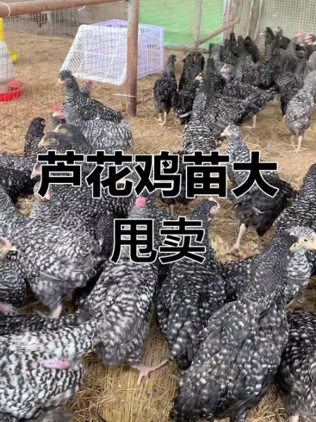 芦花鸡价格多少钱一斤_芦花鸡多少钱一斤2024-第1张图片-山城妙识