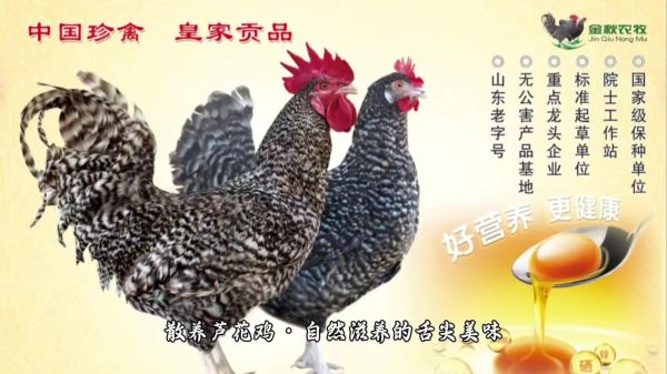 芦花鸡价格多少钱一斤_芦花鸡多少钱一斤2024-第3张图片-山城妙识