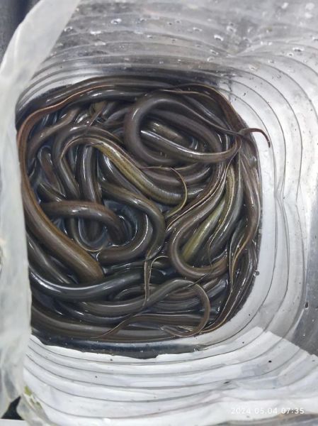 黄鳝价格多少钱一斤_黄鳝价格为什么波动大-第2张图片-山城妙识