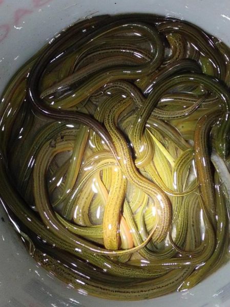 黄鳝价格多少钱一斤_黄鳝价格为什么波动大-第3张图片-山城妙识