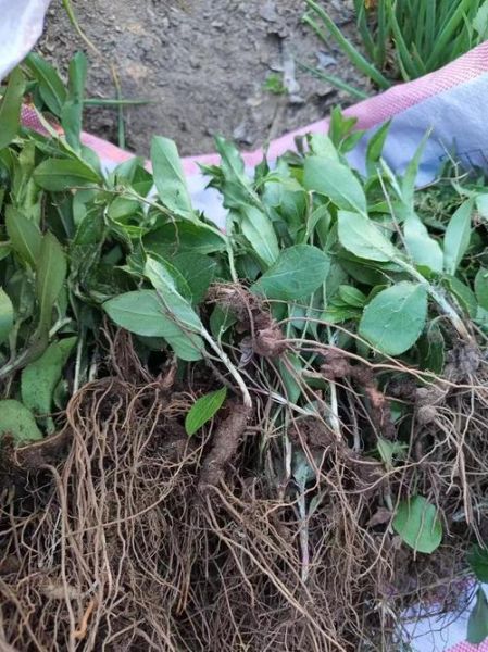 苍术图片大全大图_苍术长什么样-第1张图片-山城妙识 苍术图片大全大图_苍术长什么样-第1张图片-山城妙识