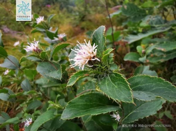 苍术图片大全大图_苍术长什么样-第3张图片-山城妙识 苍术图片大全大图_苍术长什么样-第3张图片-山城妙识