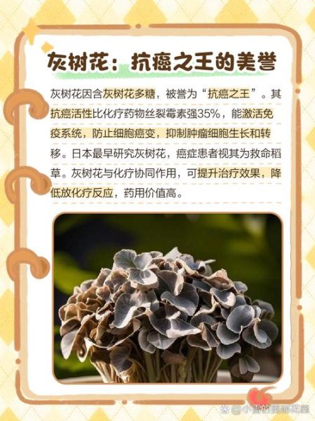 灰树花有什么功效与作用_灰树花禁忌人群有哪些-第3张图片-山城妙识