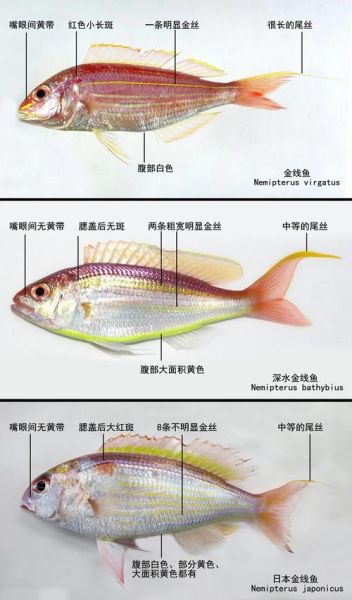 金丝鱼的营养价值_金丝鱼适合什么人吃-第1张图片-山城妙识