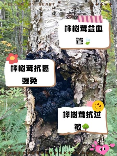 桦树茸为什么中国禁止_桦树茸被禁真相-第3张图片-山城妙识