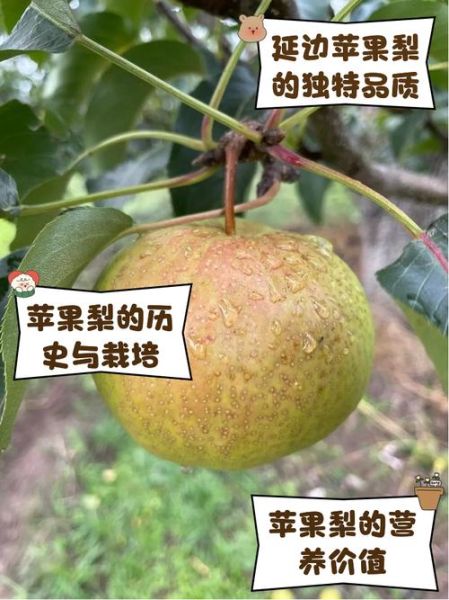 苹果梨的功效与作用_苹果梨图片长什么样-第1张图片-山城妙识