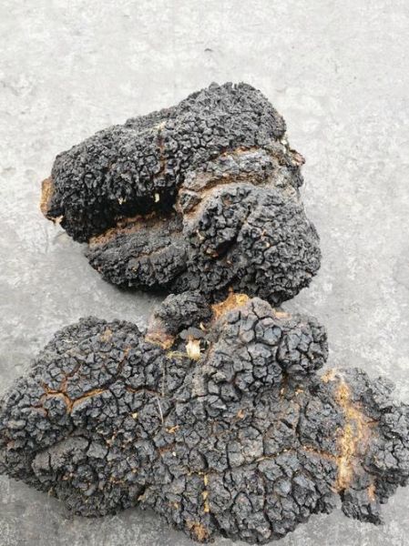 桦树茸为什么中国禁止_桦树茸被禁真相-第2张图片-山城妙识