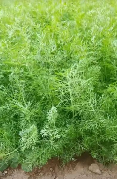 茴香苗是发物吗_术后能吃茴香苗吗-第1张图片-山城妙识