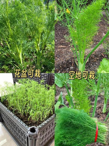 茴香苗是发物吗_术后能吃茴香苗吗-第2张图片-山城妙识