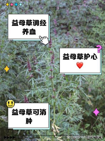 益母草什么人不能吃_益母草禁忌人群-第2张图片-山城妙识 益母草什么人不能吃_益母草禁忌人群-第2张图片-山城妙识