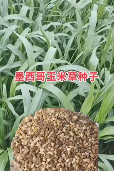 墨西哥玉米草一亩地能产多少吨_墨西哥玉米草适合哪些地区种植-第1张图片-山城妙识