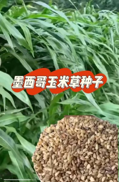 墨西哥玉米草一亩地能产多少吨_墨西哥玉米草适合哪些地区种植-第3张图片-山城妙识