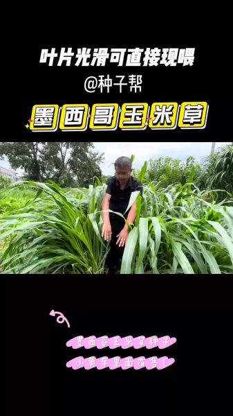 墨西哥玉米草一亩地能产多少吨_墨西哥玉米草适合哪些地区种植-第2张图片-山城妙识