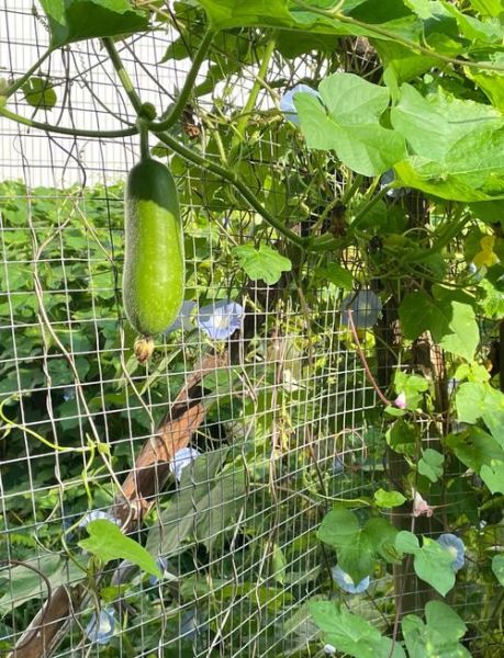 节瓜的功效与作用及禁忌_节瓜什么人不能吃-第1张图片-山城妙识 节瓜的功效与作用及禁忌_节瓜什么人不能吃-第1张图片-山城妙识