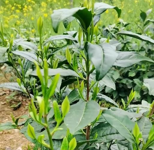 黄山毛峰多少钱一盒_正宗黄山毛峰价格表-第1张图片-山城妙识