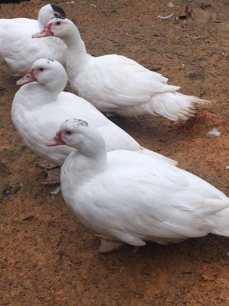 洋鸭图片_洋鸭长什么样-第1张图片-山城妙识