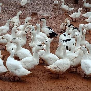 洋鸭图片_洋鸭长什么样-第2张图片-山城妙识