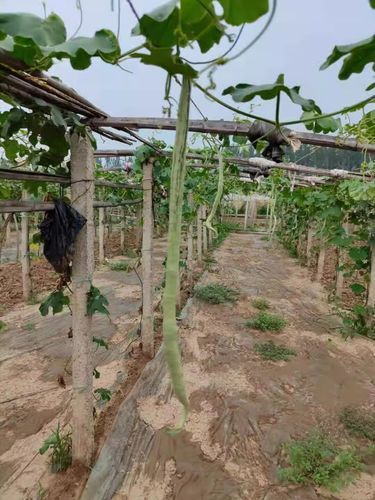 蛇豆角多少钱一斤_蛇豆角价格行情-第2张图片-山城妙识