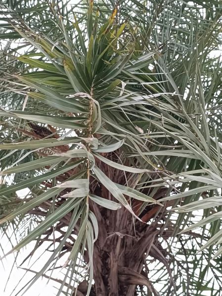 海枣怎么种_海枣树多久结果-第1张图片-山城妙识 海枣怎么种_海枣树多久结果-第1张图片-山城妙识